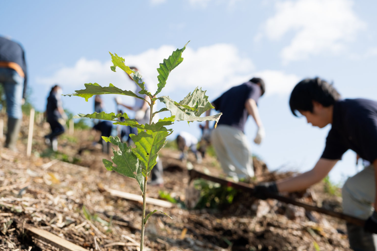 Forest for Future - SDGs QUEST みらい甲子園