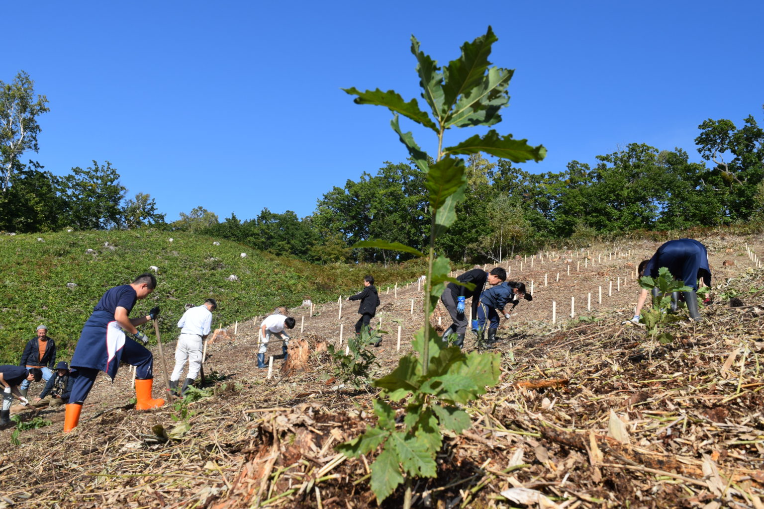 Forest for Future - SDGs QUEST みらい甲子園