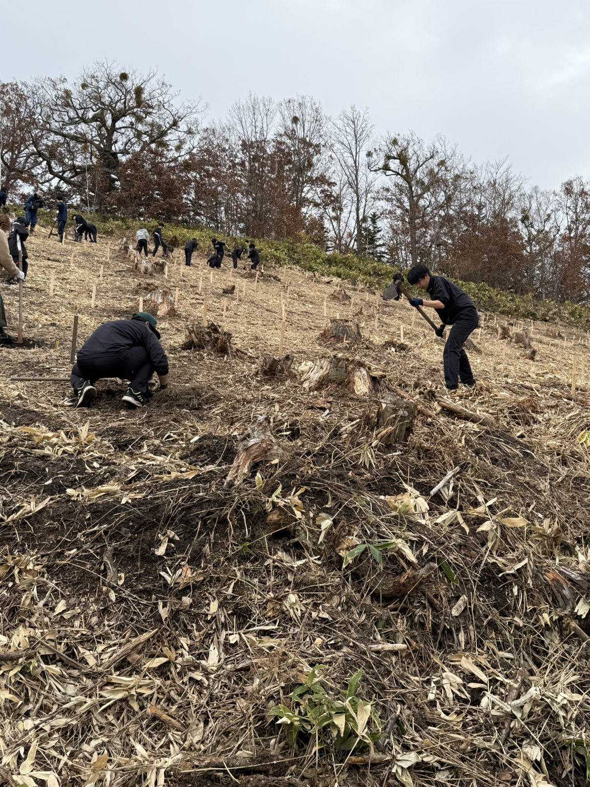 Forest for Future - SDGs QUEST みらい甲子園